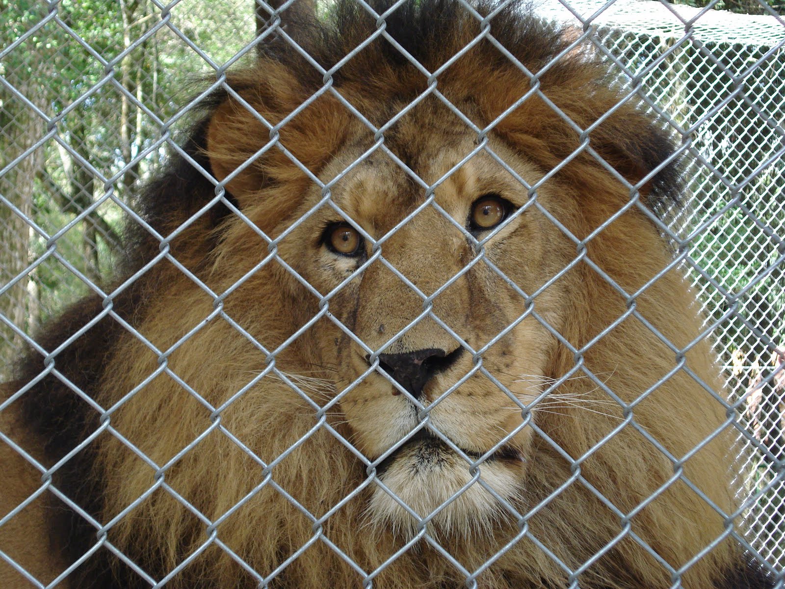 Rutas Turismo Ponta Grossa/PR: Safari's Farm