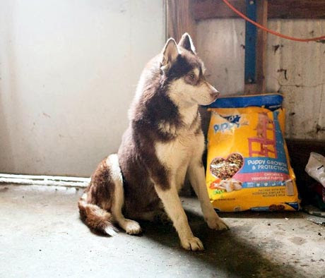 Four legged friends (and enemies): Michigan: Dog breeder Deborah Hosler ...