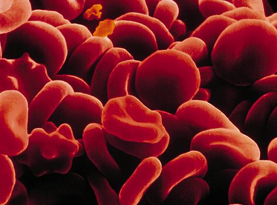 TPE: "LE SANG": Composition et propriétés du sang