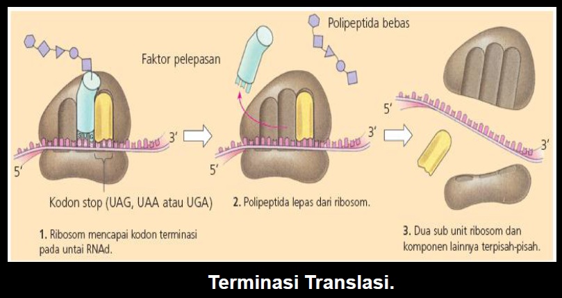 BIOLOGI GONZAGA: KODE GENETIK