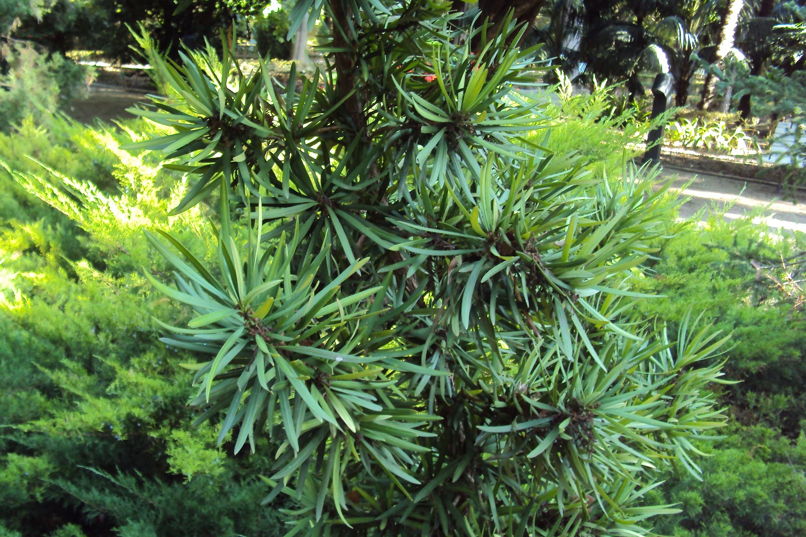 Taxonomia Plantae no Magnoliopsida: Phylum Tracheophyta Clase Pinopsida ...