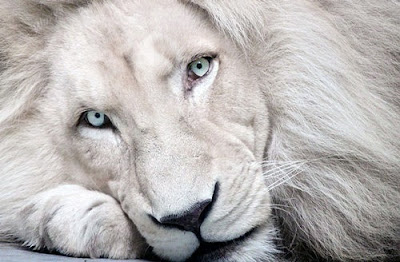 Rainier Lions Club: White Lion with Blue Eyes