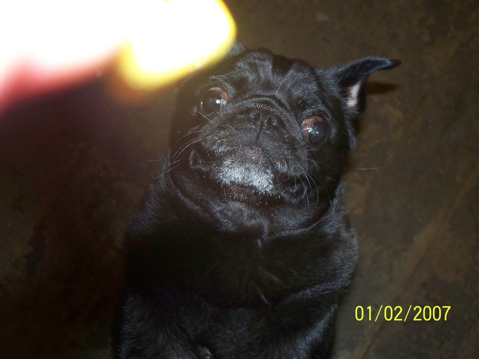 The Three Little Pugs: TGIF