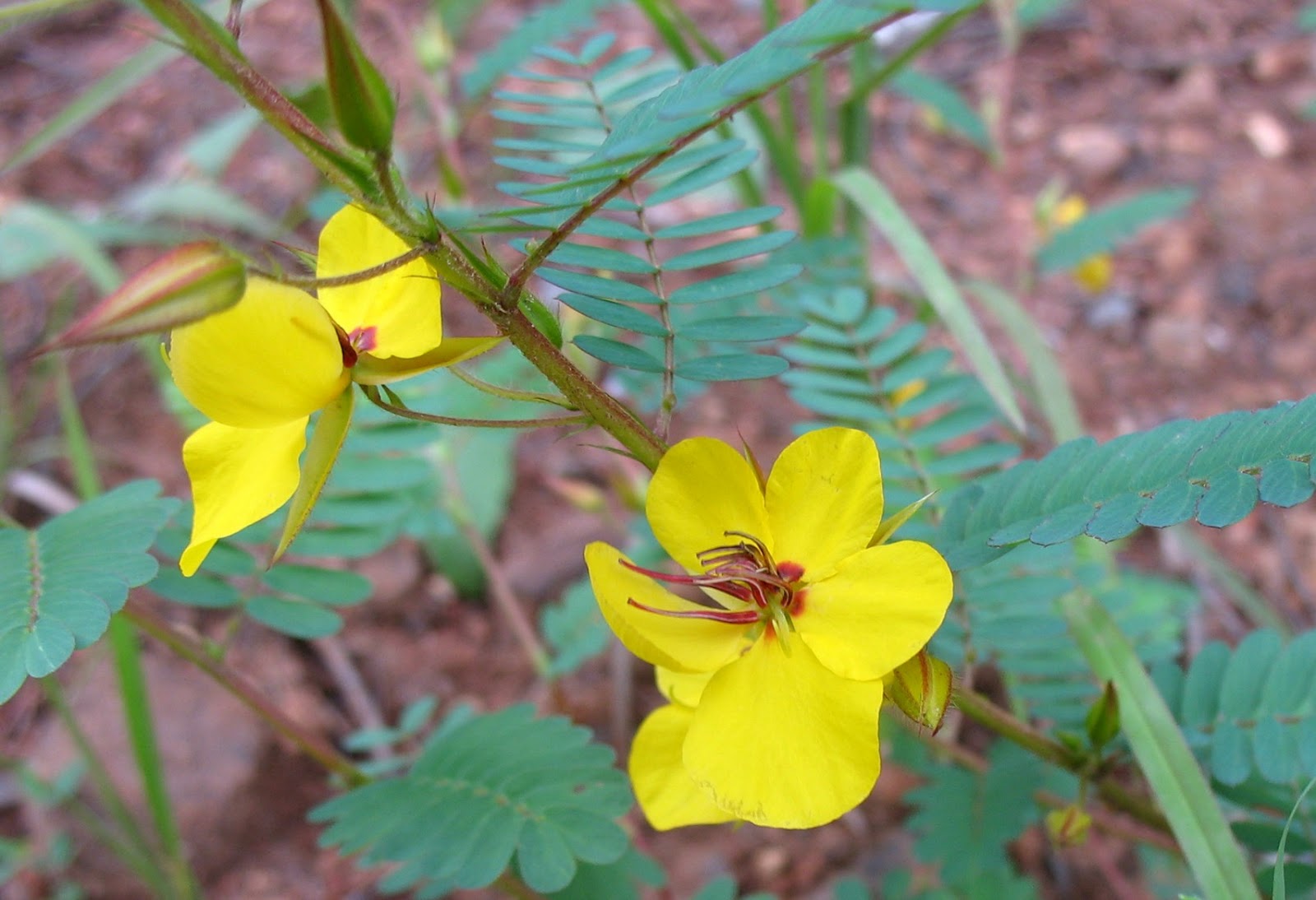 Using Georgia Native Plants: More Peas, Please!