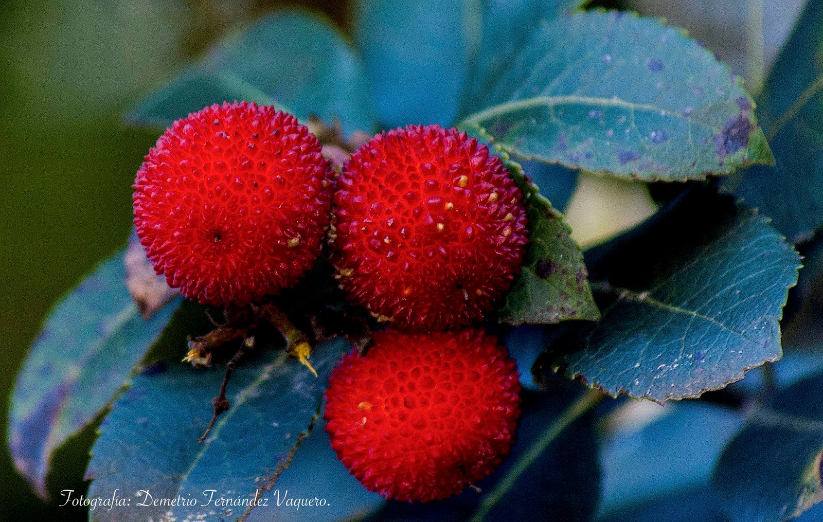 Otoño - Madroños y flor del madroño - 4 fotografías | Fotografía ...