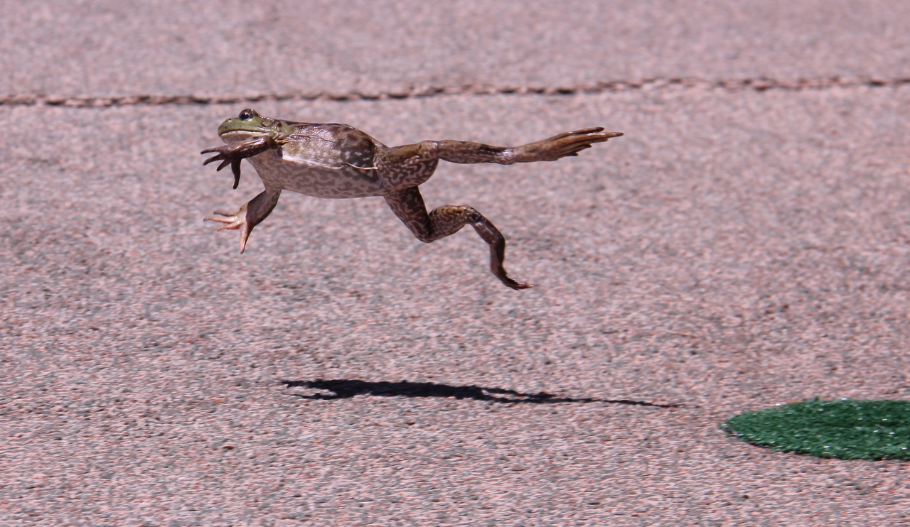 Adventures of BruteForce: Jumping Frogs of Calaveras County