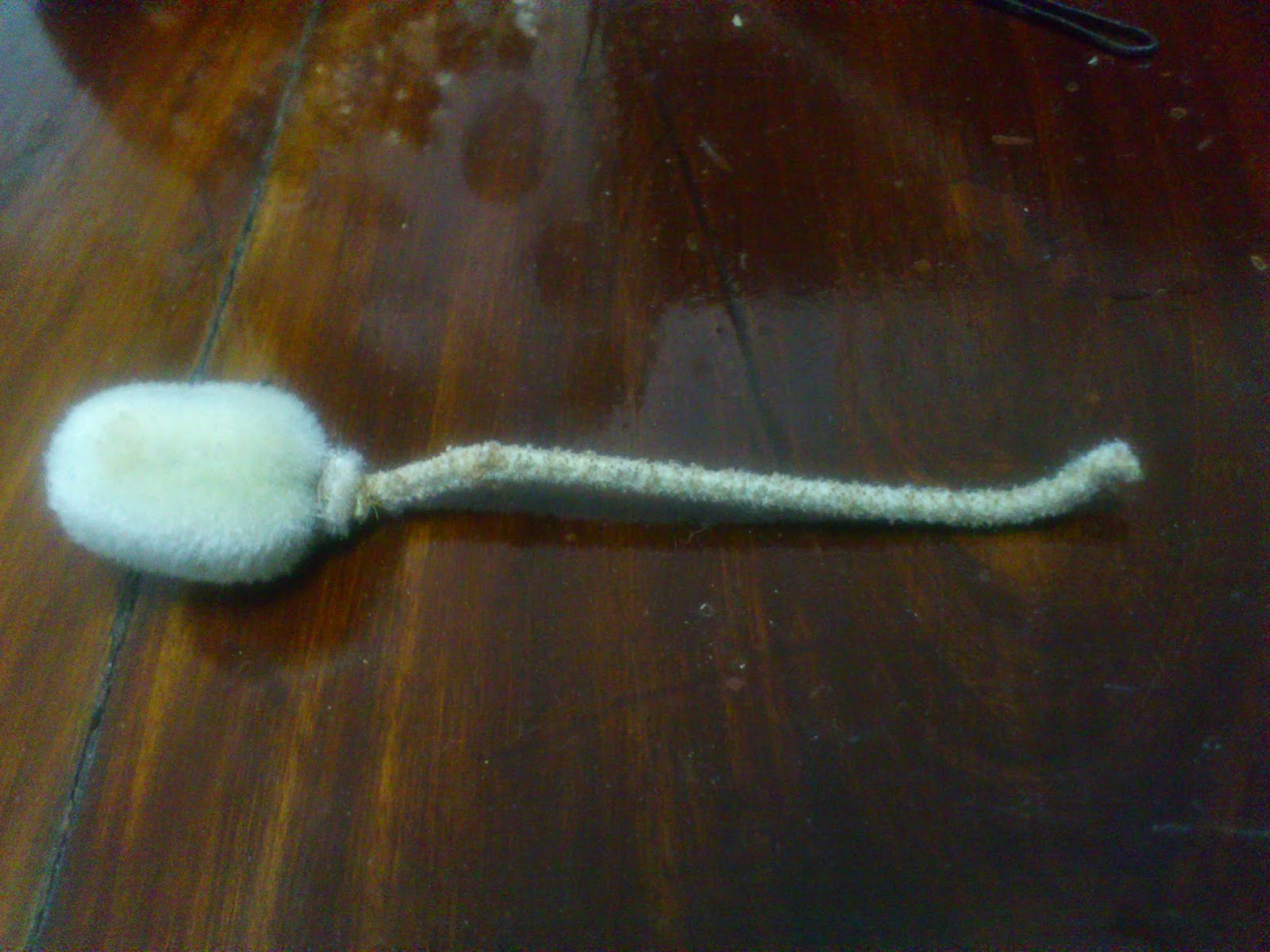 Bonsai Mauritius: Trochetia Boutoniana National Flower of Mauritius