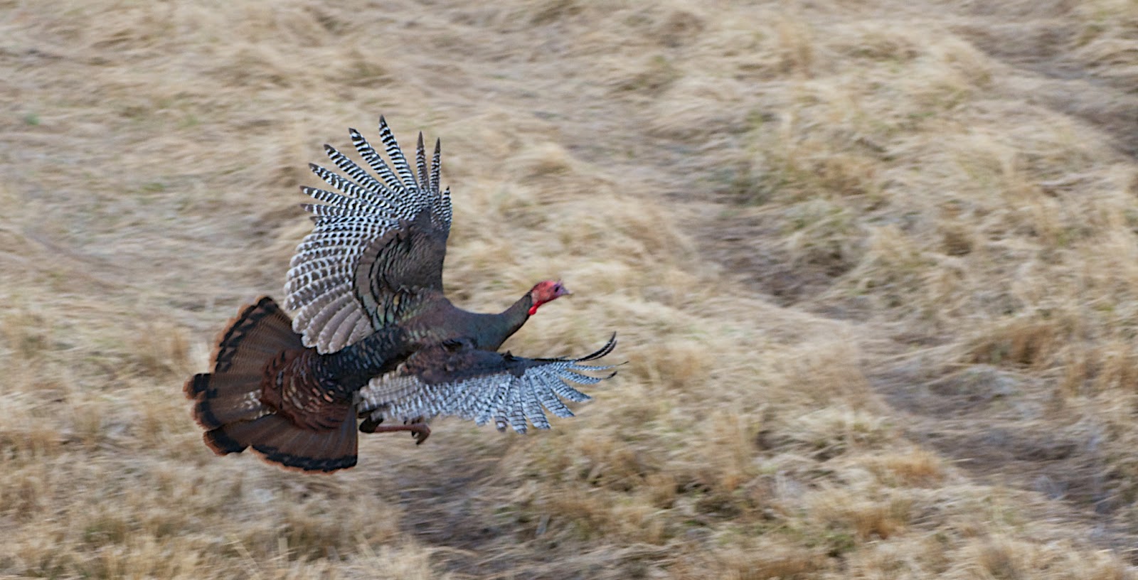 Dindon sauvage - Wild Turkey