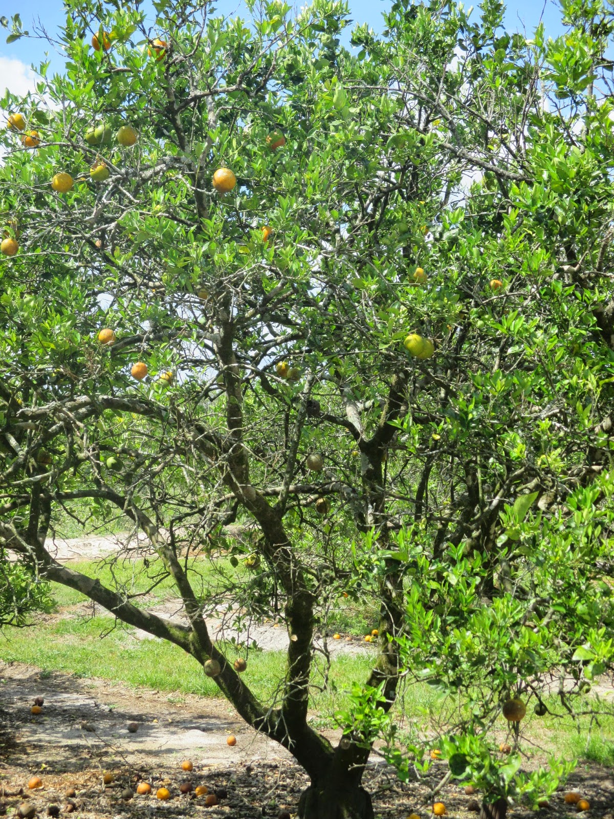 Orangeraie | De Genas En Floride: Murs d'Images