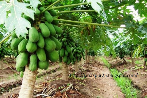 Agriculture: Papaya Farming
