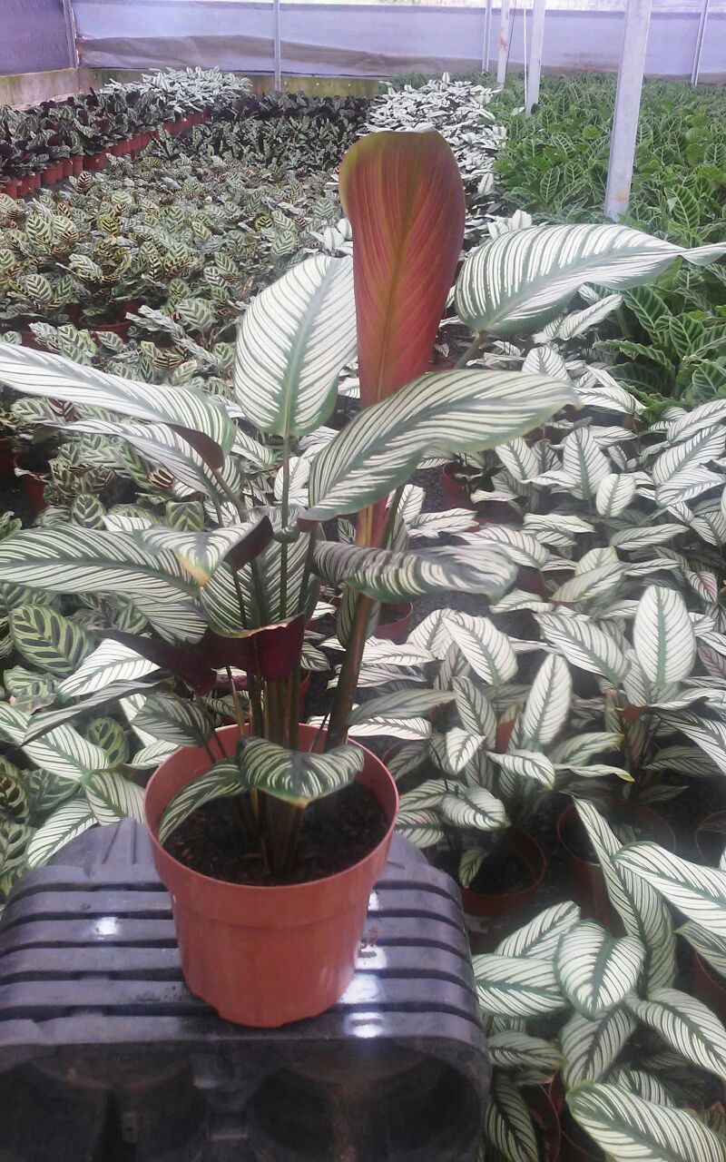 Marantas variadas e Pacova