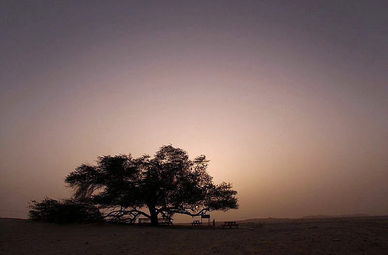 Tree of Life, Bahrain | Shajarat-al-Hayat