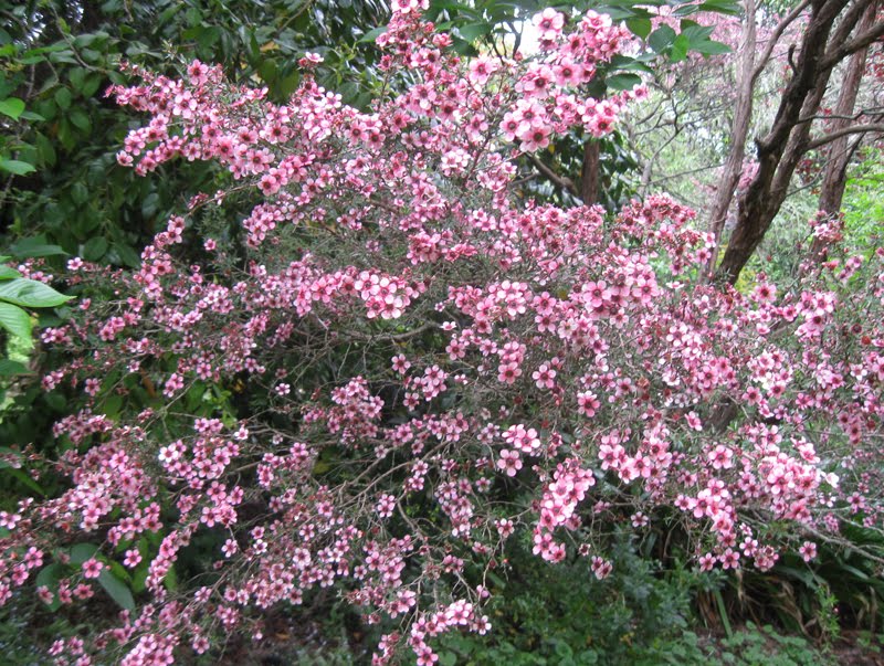 Kamaka Pottery: Manuka Bushes