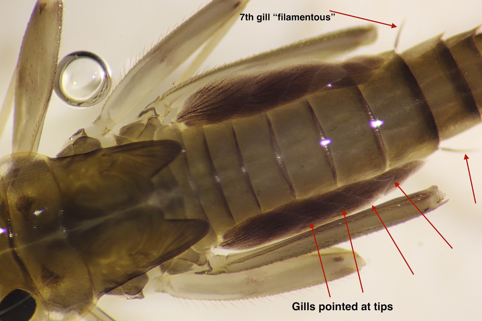 Aquatic Insects of Central Virginia: Some awesome photos today: back to ...