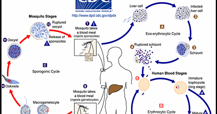 Jenis- jenis Binatang Di Dunia: Daur Hidup Plasmodium Terlengkap ...