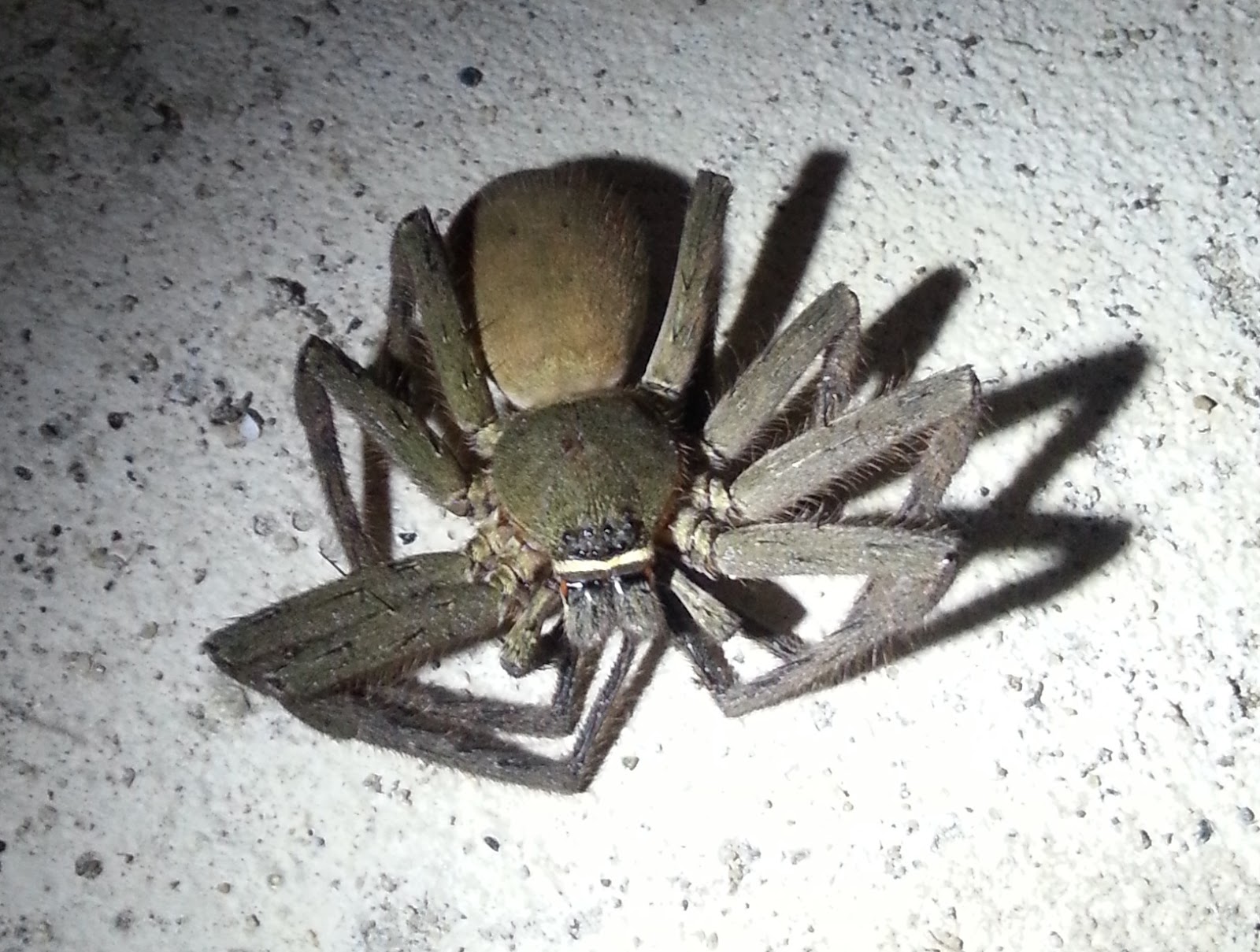 Liz in Vanuatu: Spiders