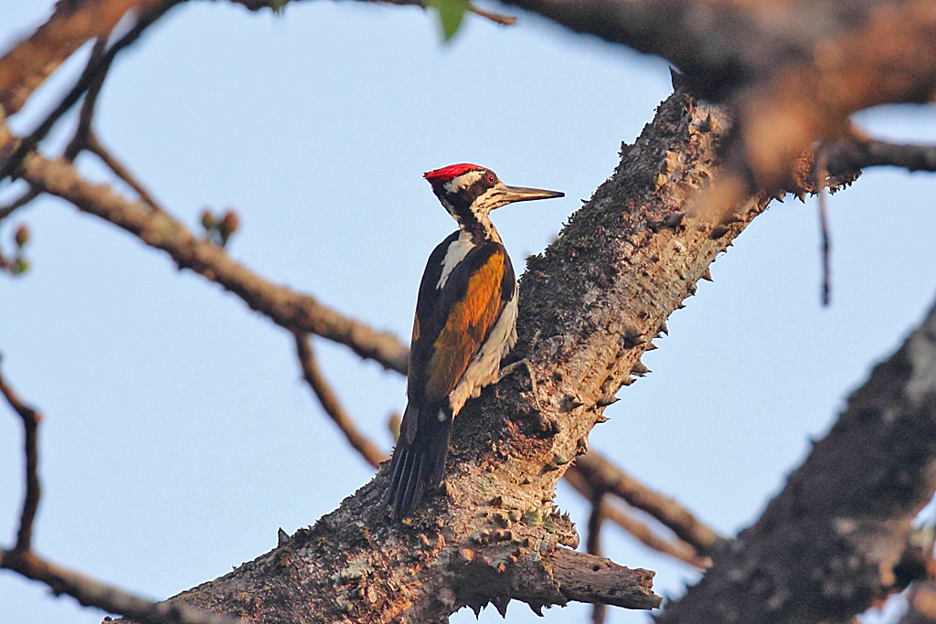 Woodpeckers of the World: Picid in Focus: White-naped Woodpecker