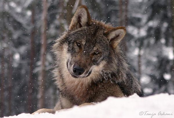 White Wolf : 17 Pictures Of Happiest Wolves Who Show The Best "Smiles"
