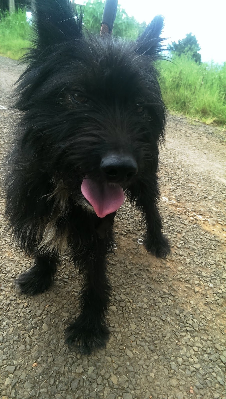 MAIMO AND ZOOLOGY: The Saber Dog