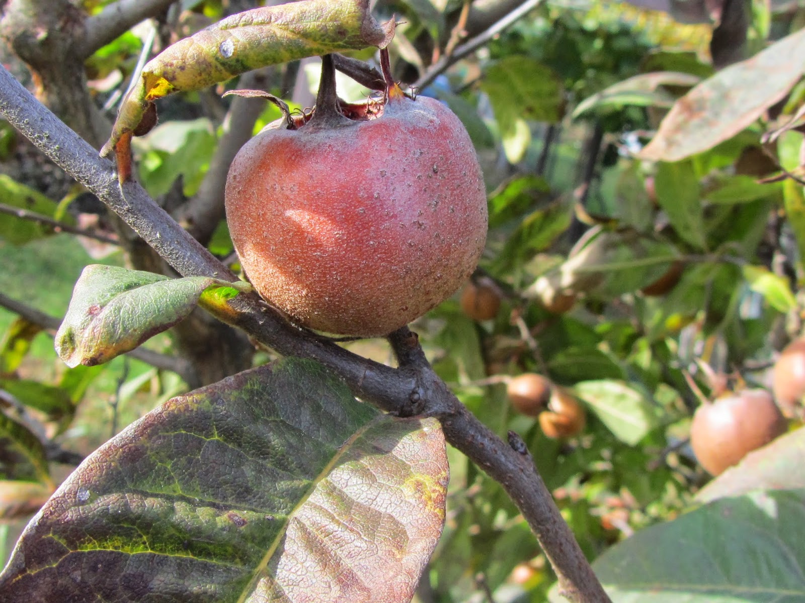 Nespolo Comune o di Germania (Mespilus germanica) - Coltivazione e Cure ...