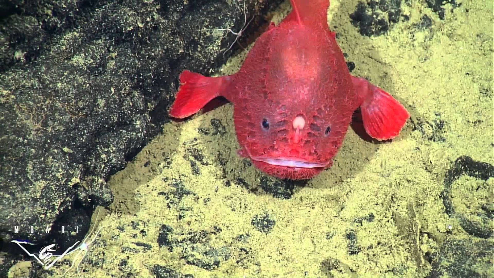 ANGLERFISH photos - wallpapers (ανανεωμένο) | the fun bank