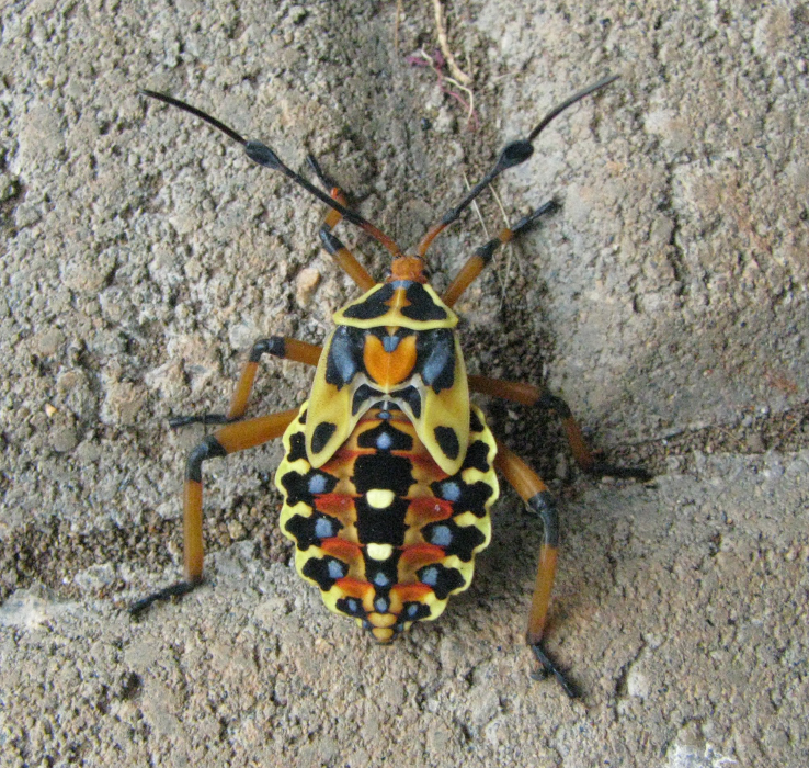 Colorful Bug