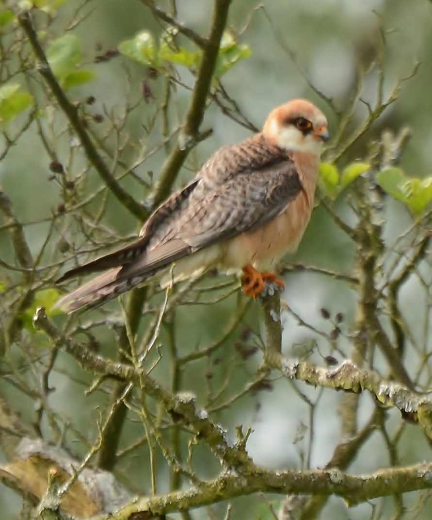 native2sussexbirding: Red-Footed Falcon