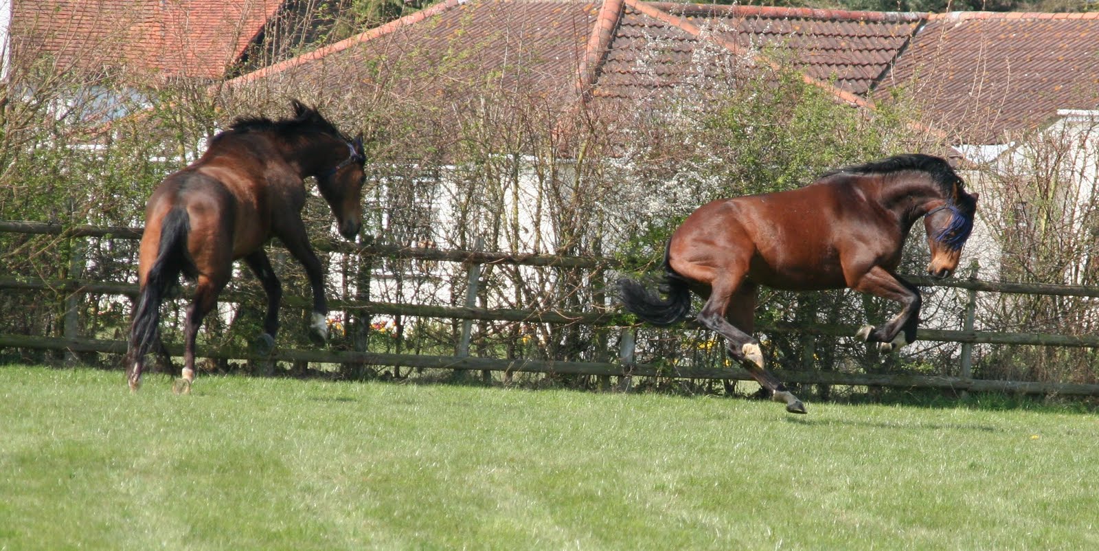 TRAKEHNERS CAN JUMP: July 2011