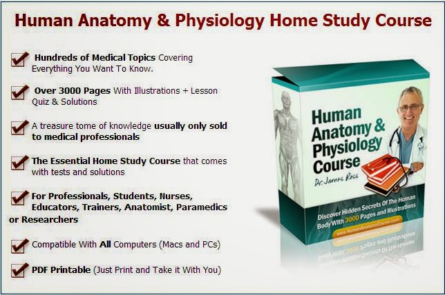 Do Everything Yourself Human Anatomy And Physiology Study Guide do-everything-yourself-human-anatomy-and-physiology-study-guide