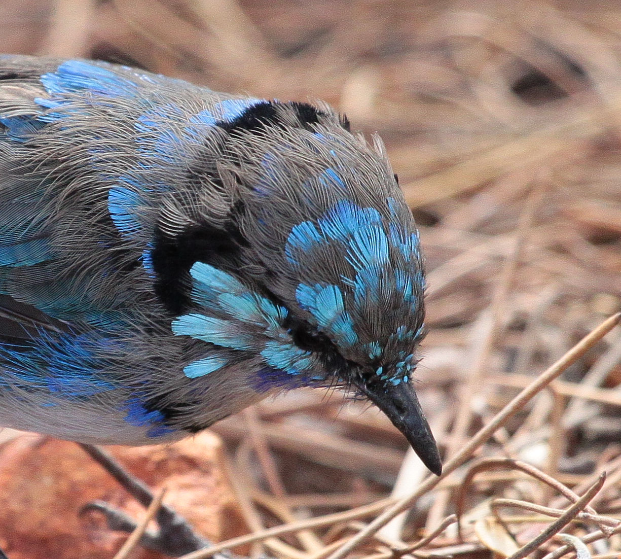Richard Waring's Birds of Australia: When small birds come close ...