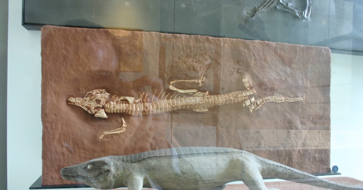 Variety of Life: Crocodyliformes