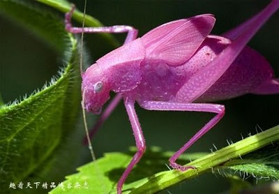 Funny World: Very Rare Pink Insect Katydids