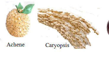 Beauty Of Plants: Fruits Types