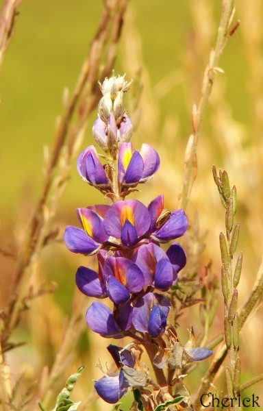aMéRiCa LaTiNa !!!: El Tarwi