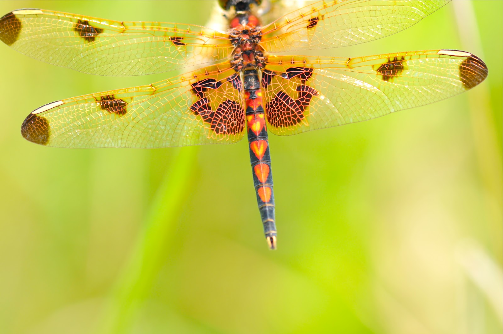 The Dragonfly Whisperer: Virginia Dragonflies: The Calico Pennant