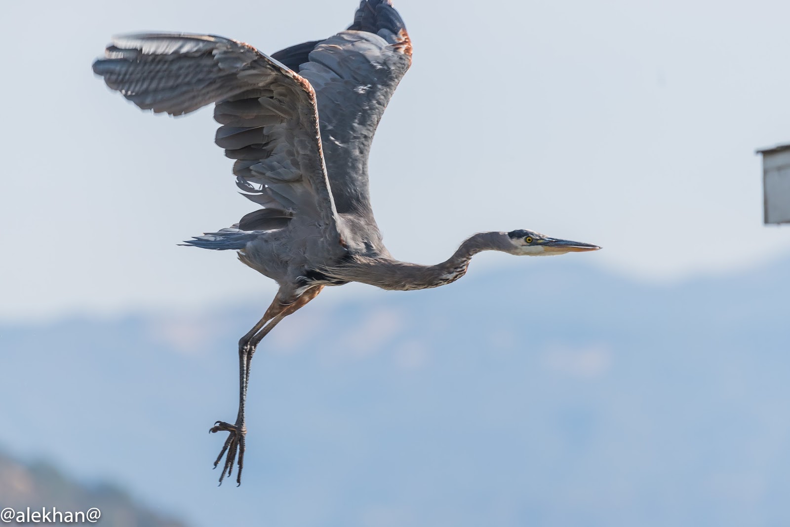 Pájaros, Pajarracos: Garza azulada (US)