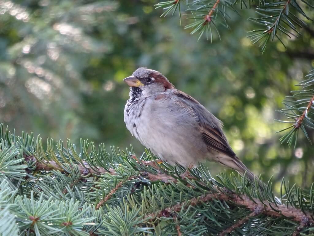 Divagar entre FLORES - ANIMAIS - NATUREZA: PARDAIS do meu caminho