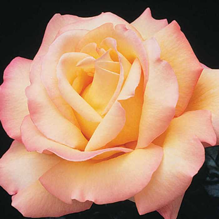 Every Day Is Special: April 29 - Peace Rose Day