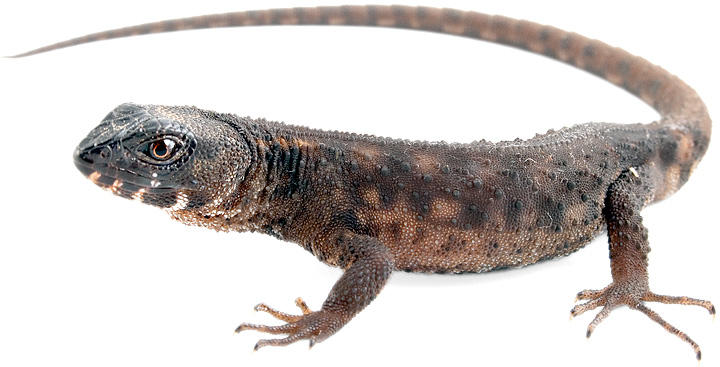 Scincomorpha - True Lizard