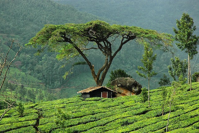 Munnar Holidays: MUST SEE MARAYUR WHEN YOU VISIT MUNNAR