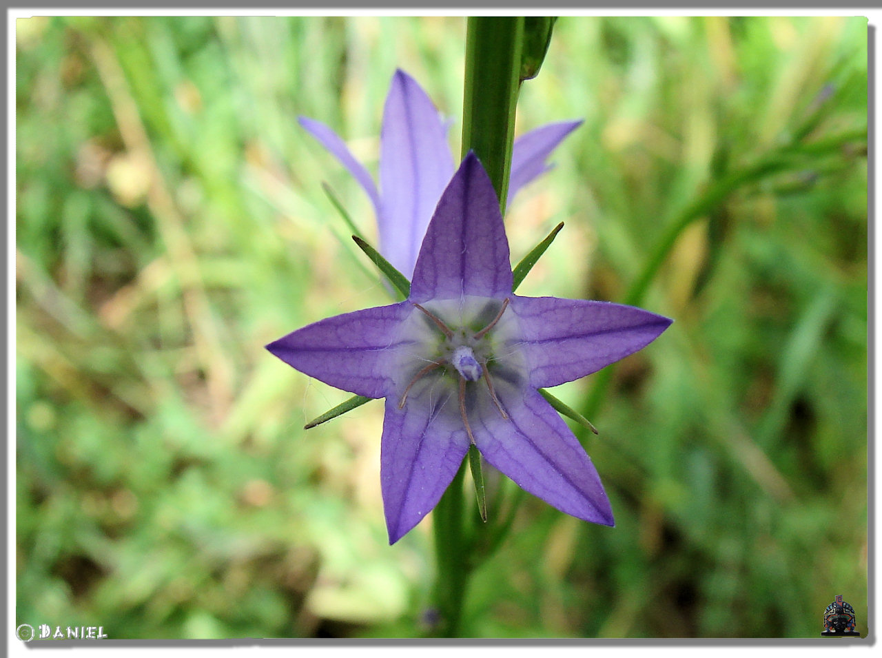 Chez Madeleine: Fleur