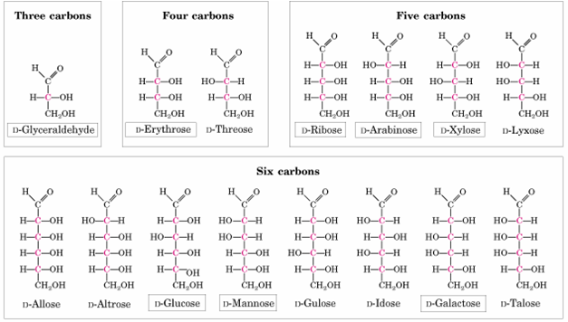 FES Iztacala Medicina (Tutorias): Carbohidratos (Parte 1)