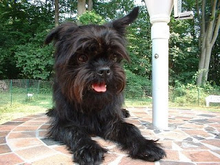 Affen Spaniel Reviews and Pictures ~ Dogs 360 All Reviews