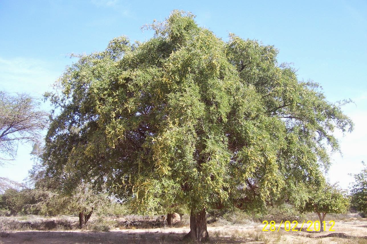 Le Sidr, une plante anti-dégorgement