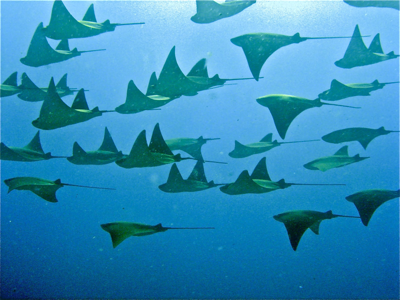 The Amazing World : Cownose Ray Migration (The great ocean migration ...