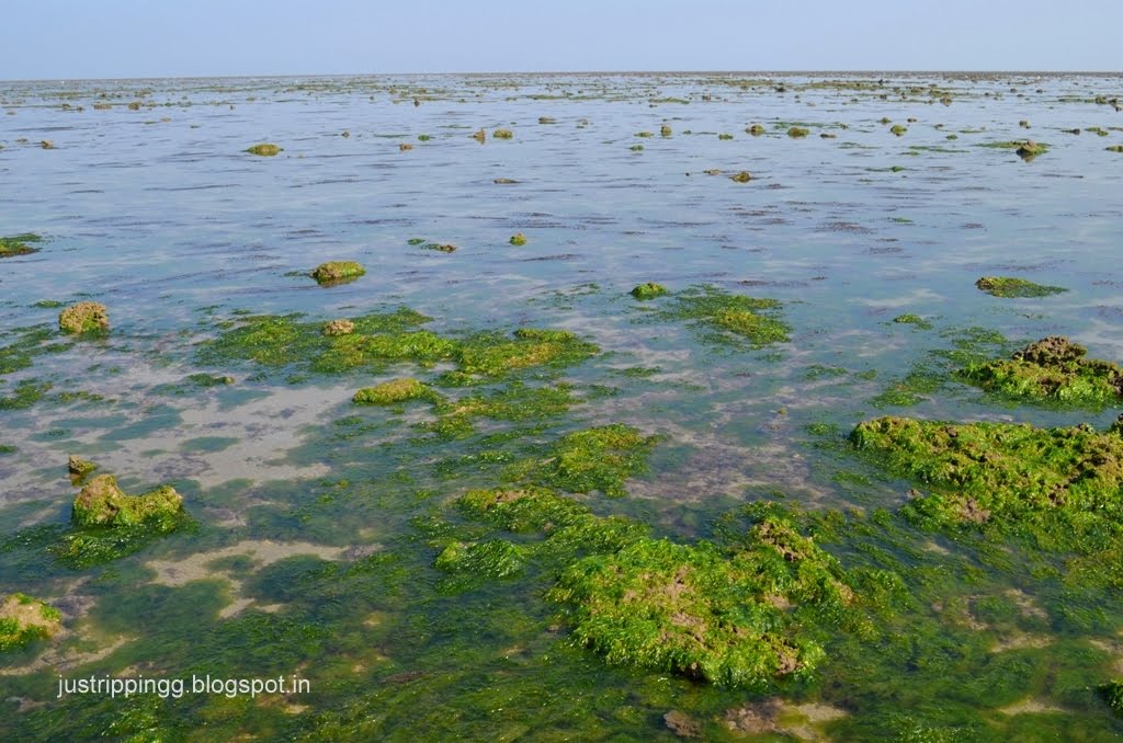 Just Tripping!: Coral Walking in Narara Marine National Park