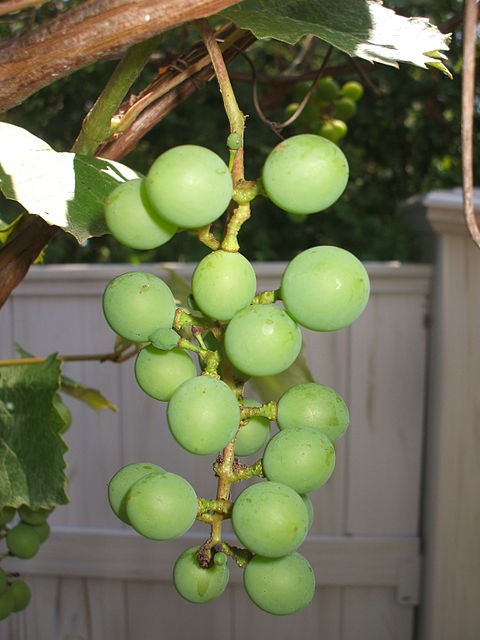 Vitis labrusca «uva chinche» - Id Plantae