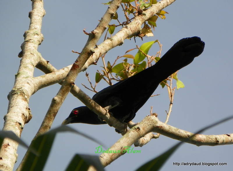 Dedaun Alam: Burung Tuwu