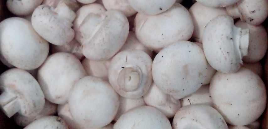 jual jamur Kancing / champignon: Jual Jamur Kancing Segar / Champignon