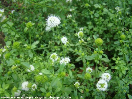 Natureza e Paisagens: POEJO